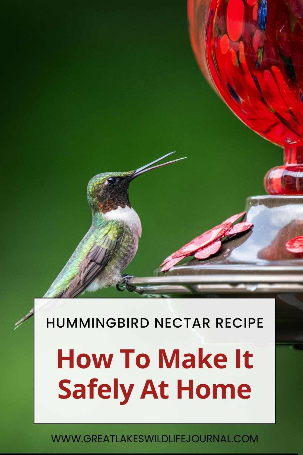 Hummingbird Nectar Recipe (How to Make It Safely at Home) - Welcome
